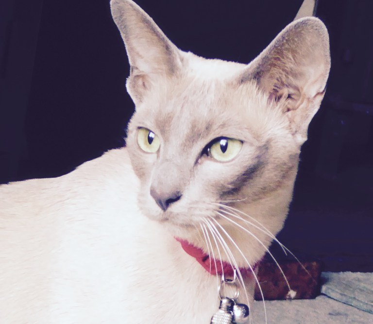 August | 2016 | The Lilac Cat