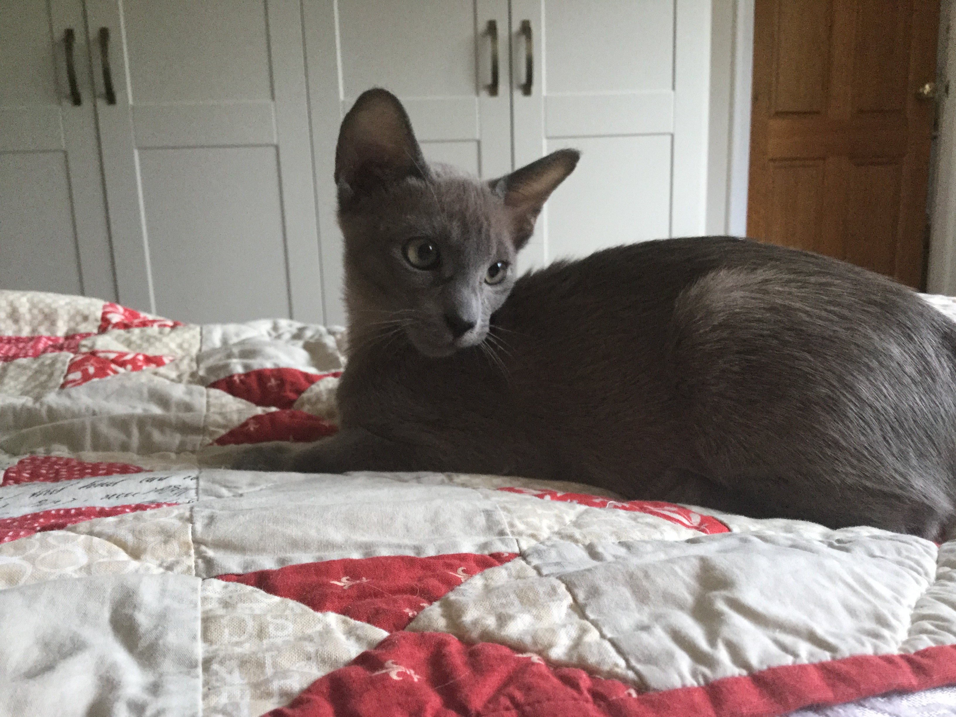 Distractions…. | The Lilac Cat