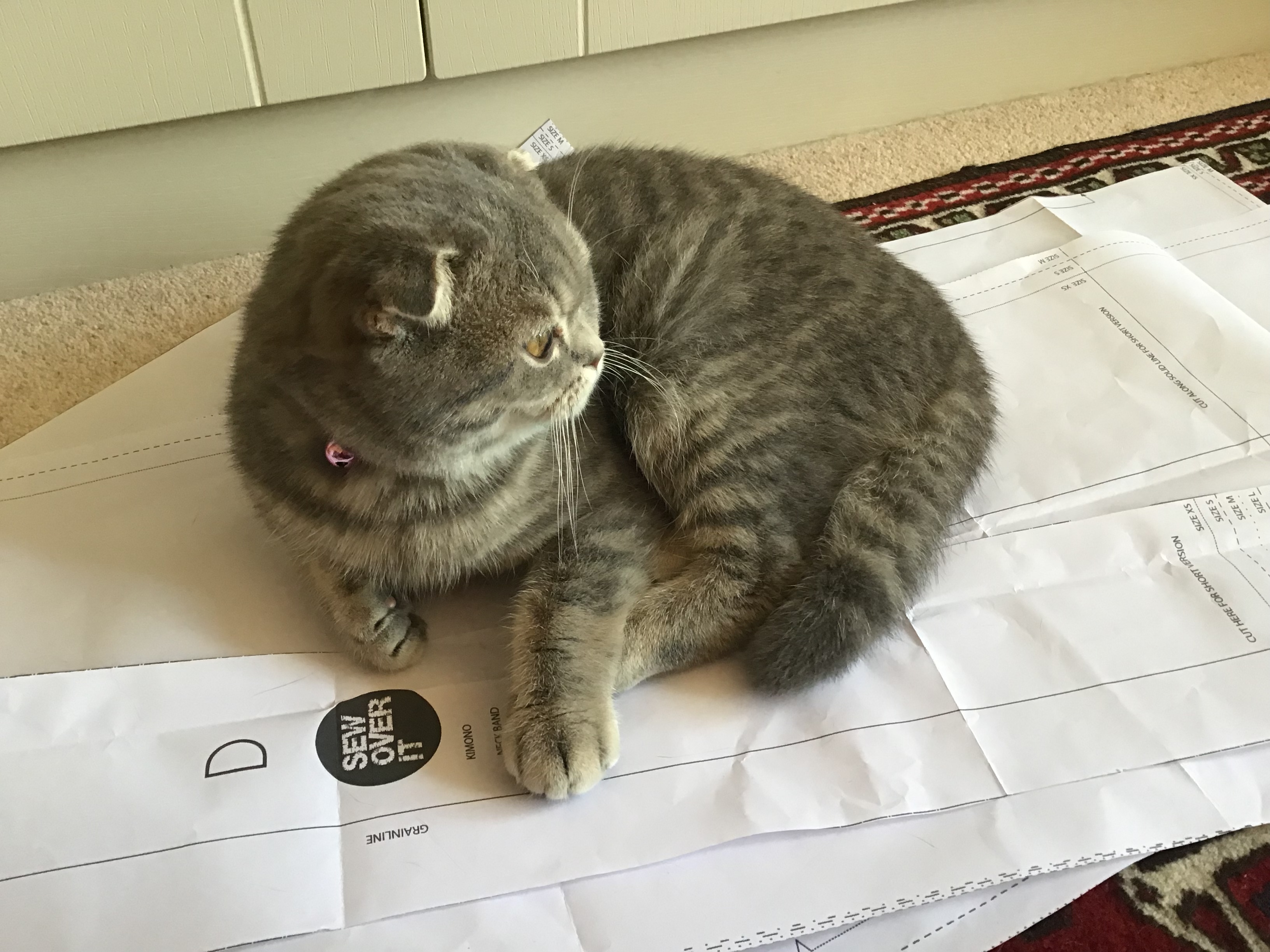 February | 2019 | The Lilac Cat